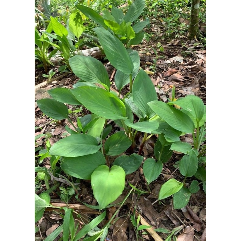 Jual tanaman BAYAM DURI (amaranthus spinosus L) | Shopee Indonesia