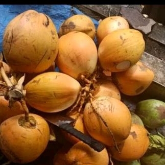 Jual buah kelapa kuning kecil | Shopee Indonesia