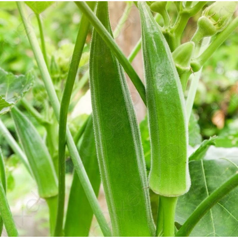 Jual Benih Okra hijau kemasan Repack 10 Biji | Shopee Indonesia