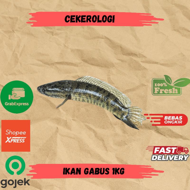 Jual Ikan Gabus 1kg / Ikan Gabus / Ikan Gabus Fresh Berkualitas ...