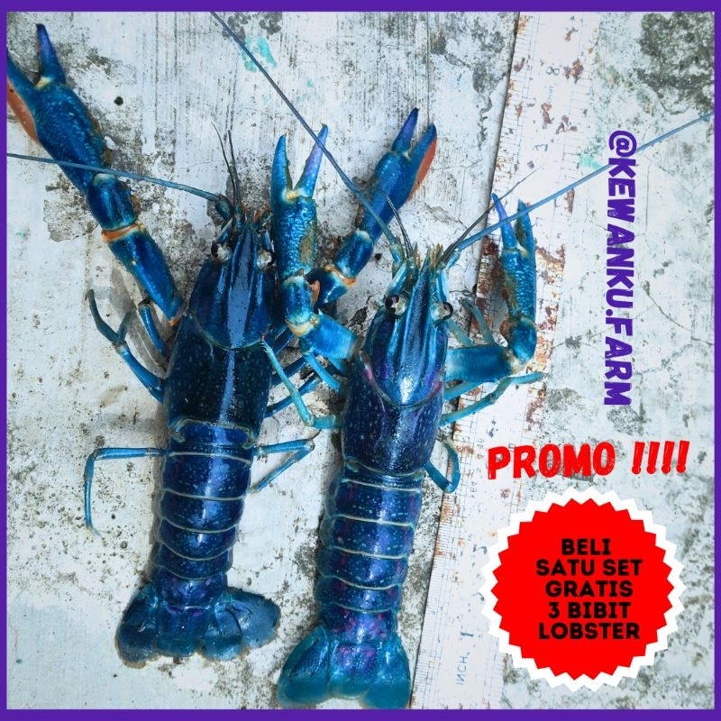 Jual Indukan Lobster Air Tawar Red Claw Grade A Satu Set | Shopee Indonesia