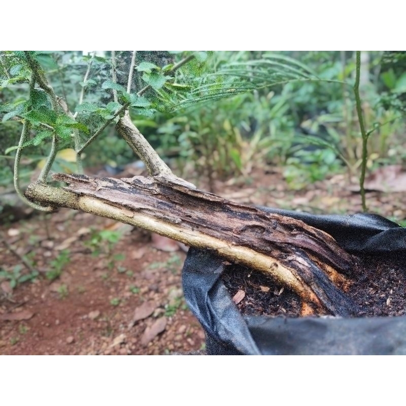 Jual BAHAN BONSAI SISIR/KALIAGE KREWEK KERINGAN GAYA SEMI CASCADE (REAL ...