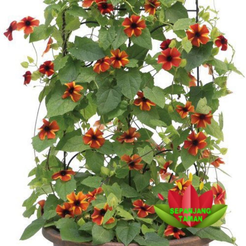 Jual Tanaman Rambat Thunbergia Black Eyes Susan Vine / Tanaman Hias ...