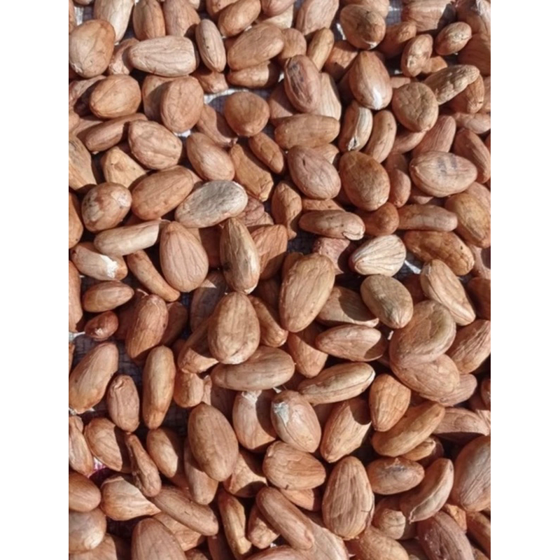 Jual biji coklat / kakao kering | Shopee Indonesia