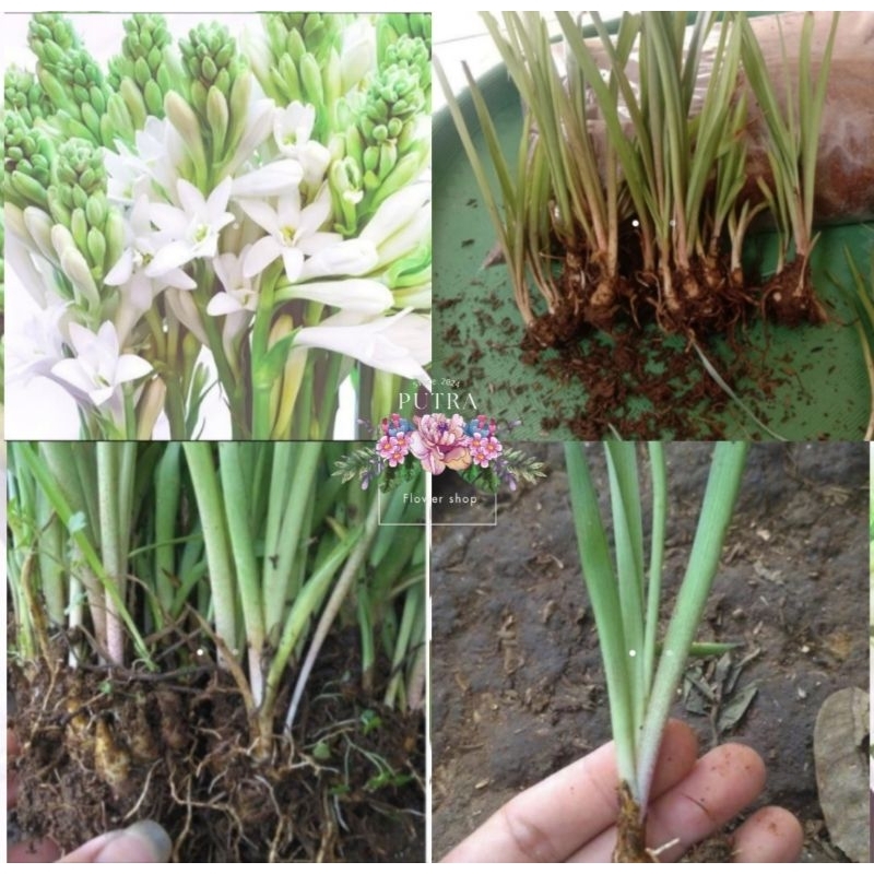 Jual BIBIT TUNAS BUNGA SEDAP MALAM WANGI/SIAP TANAM | Shopee Indonesia