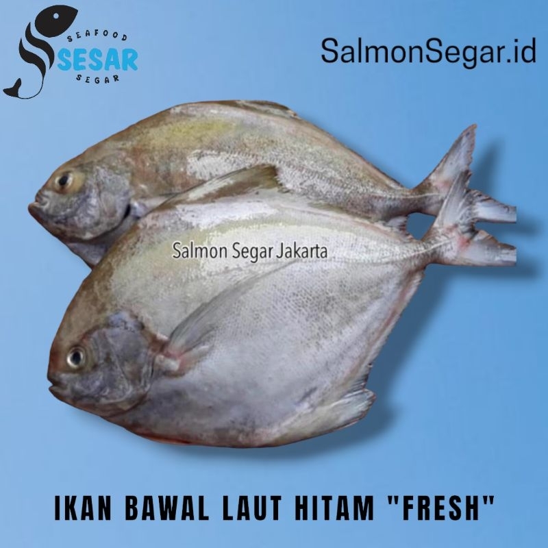 Jual Ikan Bawal Hitam Segar 1kg - Ikan Bawal Laut - Seafood Premium ...