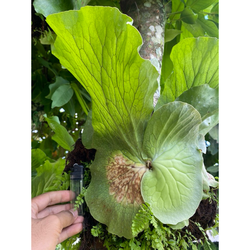 Jual platycerium elephantotis simbar platy size besar siap jadi indukan ...