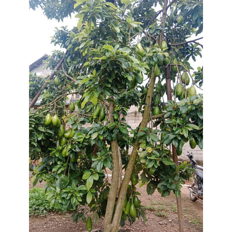 Jual Bibit alpukat siger 1/sibatu asli lampung timur (bibit jumbo ...