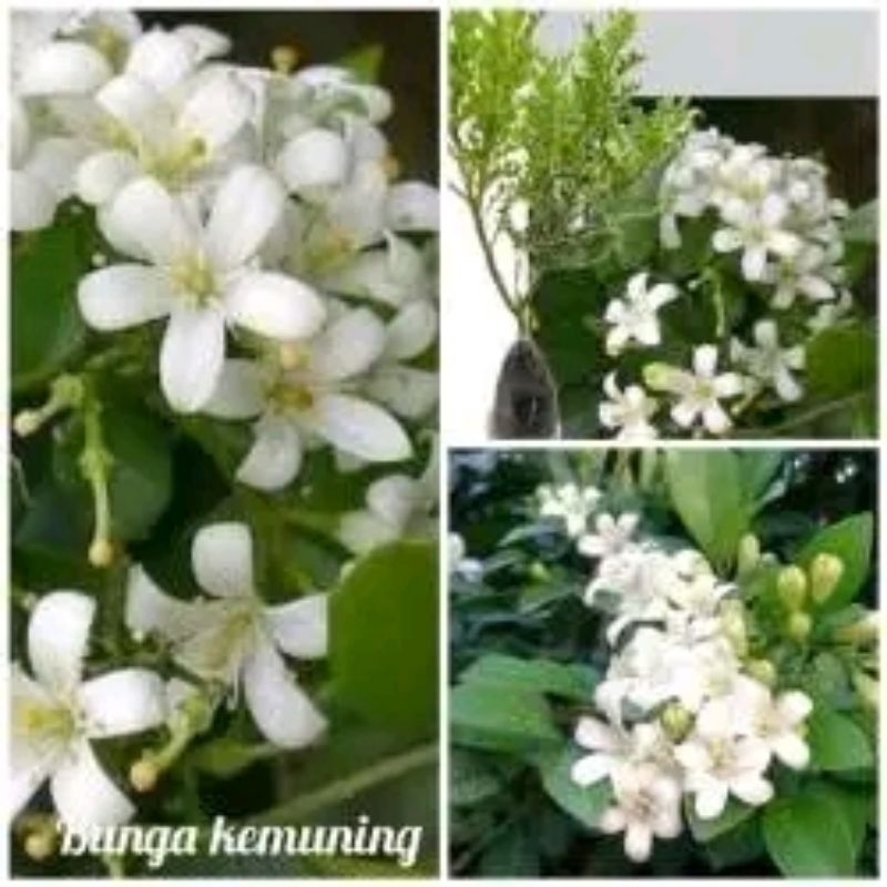 Jual tanaman bunga kemuning wangi ukuran _+1m | Shopee Indonesia