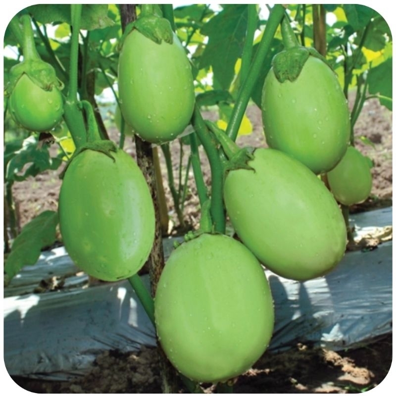 Jual 100 Biji - Benih Terong RONGGO Bibit Terong Toleran Layu Bakteri ...