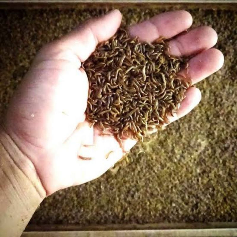 Jual ulat kandang pakan burung dan ikan | Shopee Indonesia