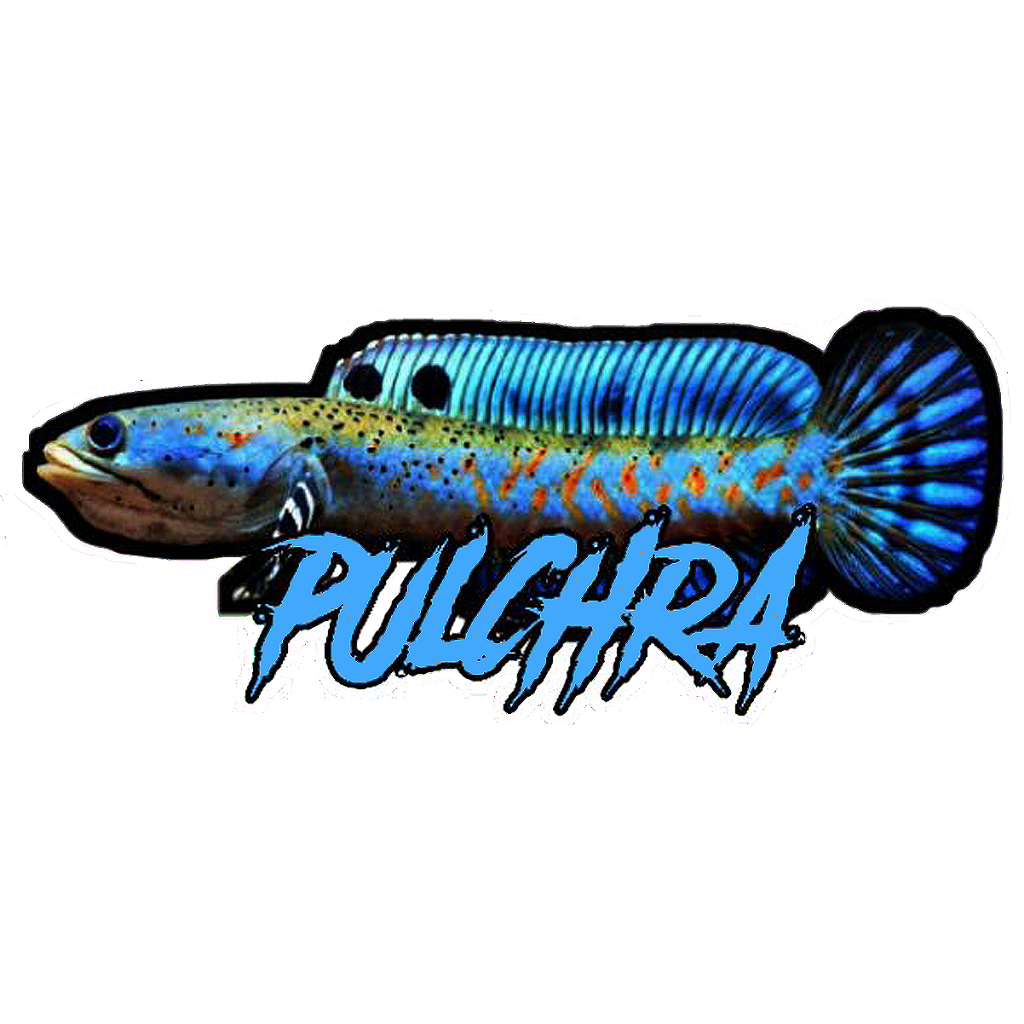 Jual Sticker Channa Blue Pulchra Size 6cm | Shopee Indonesia