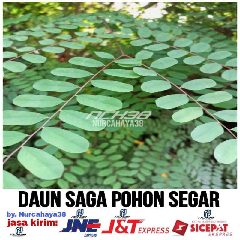 Jual Daun saga pohon segar | Daun herbal saga pohon segar 250 gram ...