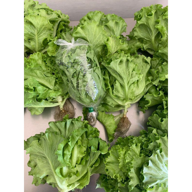 Jual Selada hydro /pack | Shopee Indonesia