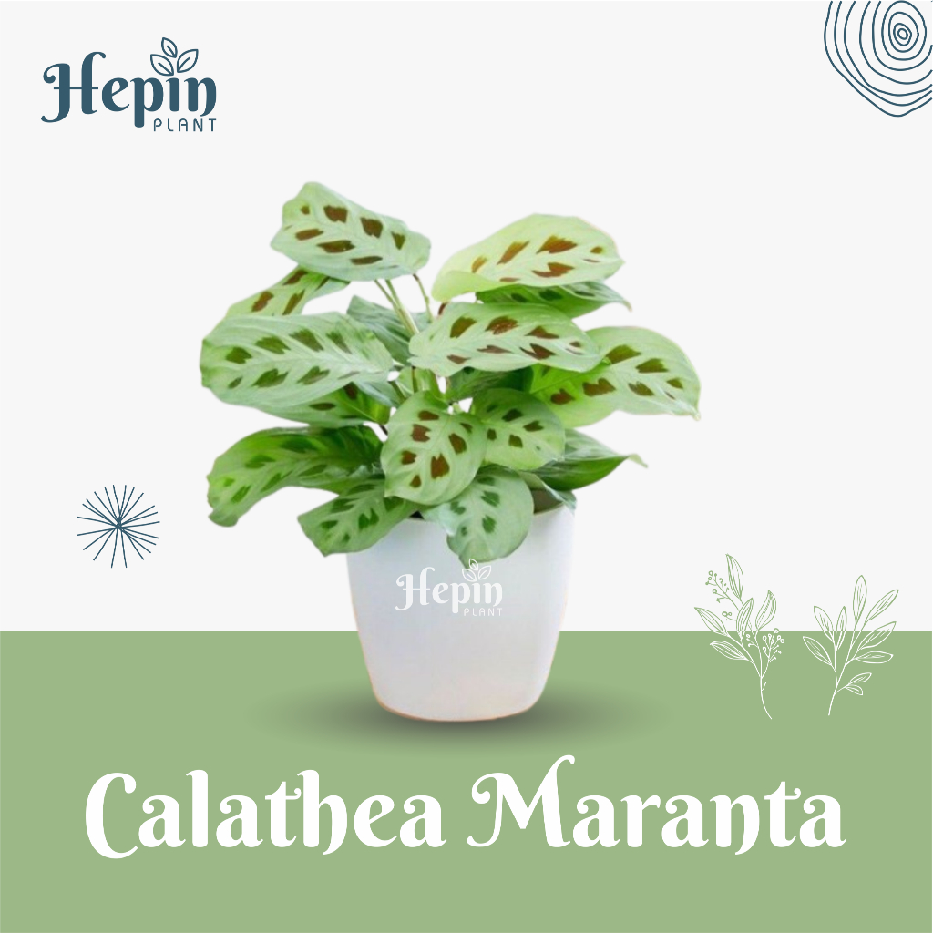 Jual Calathea Maranta Leuconeura / Tanaman hias Meranti sepat | Shopee ...