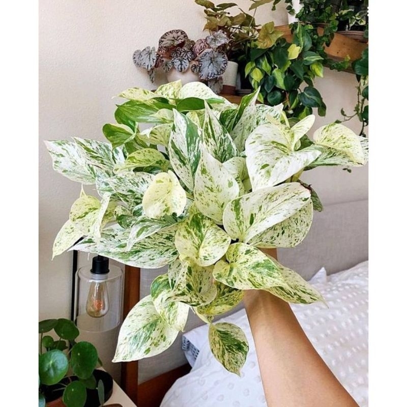 Jual Tanaman Hias Epip Aureum Marble/Sirih Gading Marble | Shopee Indonesia