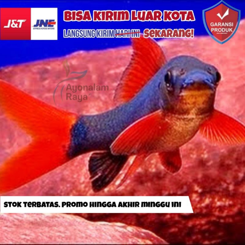 Jual Ikan Hias Redfin Shark - Ikan Pembersih & Pemakan Kotoran Aquarium ...