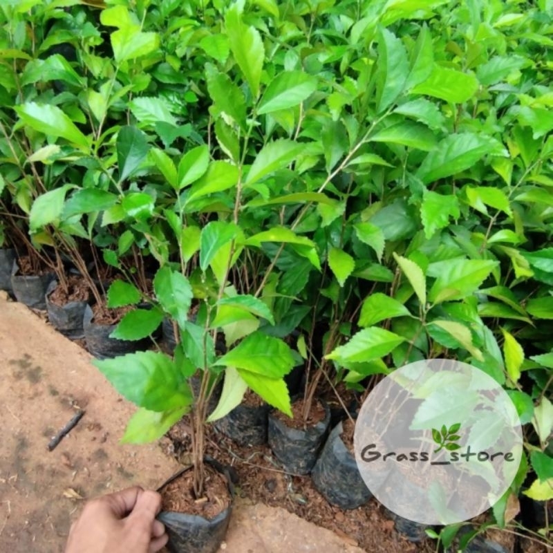 Jual TANAMAN TEH TEHAN SUDAH BERAKAR / POHON TEH TEHAN / SUDAH BERAKAR ...