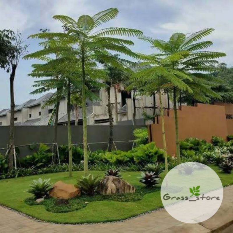 Jual Bibit Pohon Solobium Parahyba - Tanaman Pakis Brazil | Shopee ...