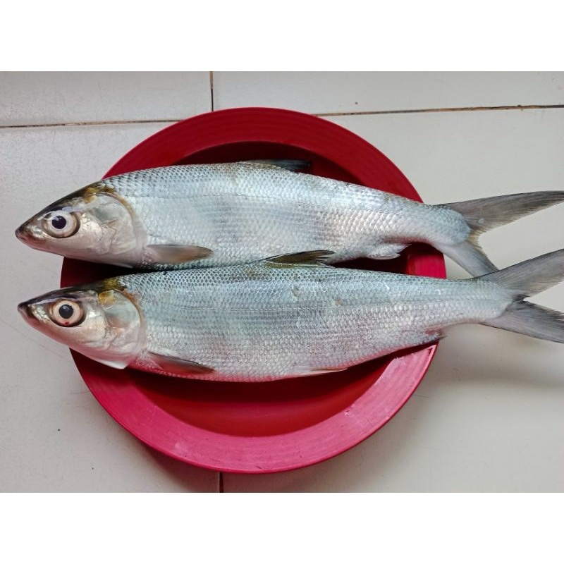 Jual IKAN BANDENG SEGAR BESAR ( 1 KG ISI 1-2 EKOR) | Shopee Indonesia