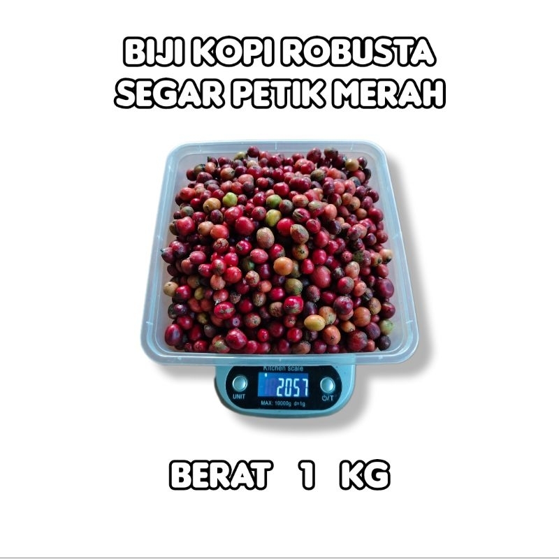 Jual biji kopi robusta petik merah segar belum kupas cocok untuk benih ...