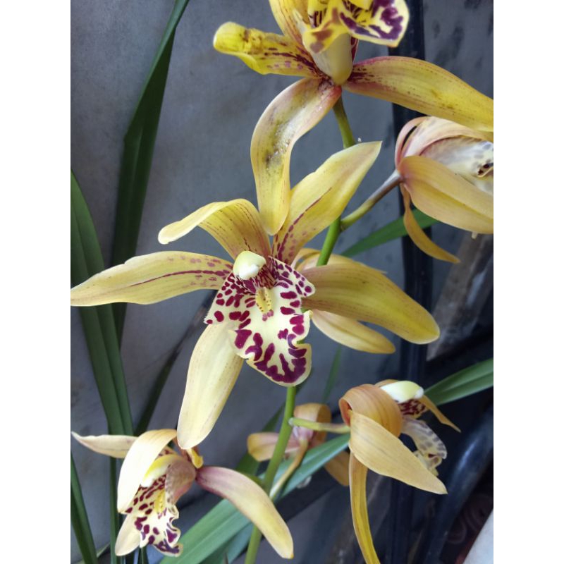 Jual Cymbidium Chen Ruby | Shopee Indonesia