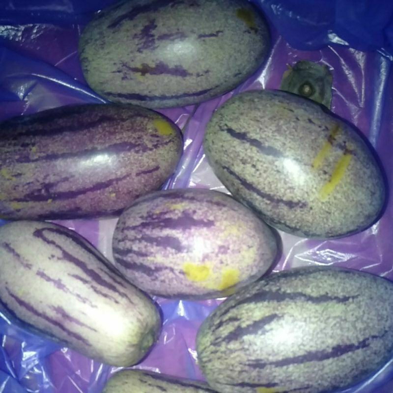 Jual BUAH PAPINO PEPINO SEGAR | Shopee Indonesia