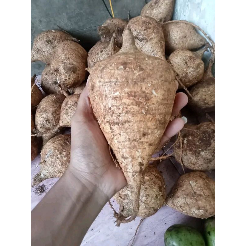 Jual Ready bengkoang nya yu diorder murah meriah 1kg 12k (PROMO BIG SALE) | Shopee Indonesia