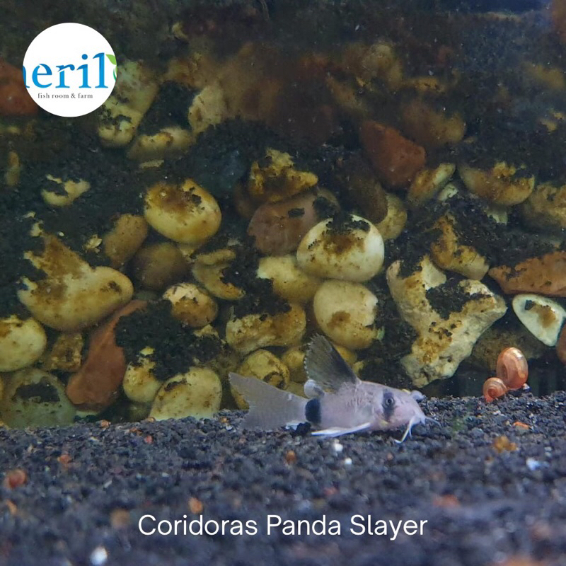 Jual Corydoras Panda Slayer / Coridoras Panda slayer | Shopee Indonesia