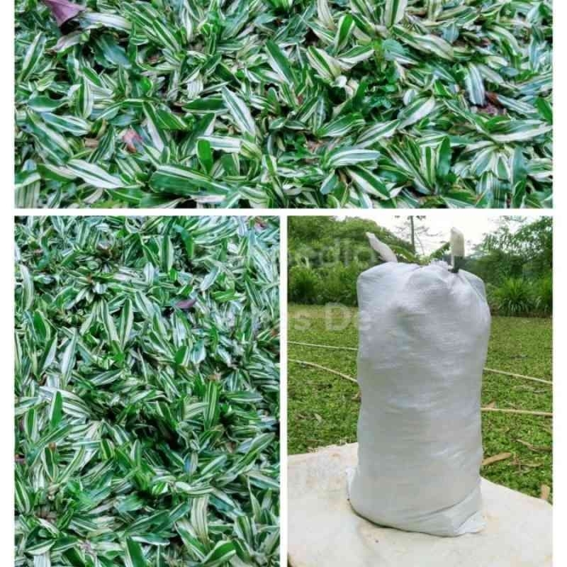 Jual BIBIT MURAH - Rumput Gajah Mini Varigata 1 karung penuh | Shopee ...