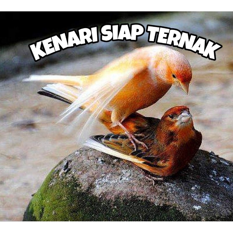 Jual BURUNG KENARI SEPASANG SIAP TERNAK | Shopee Indonesia