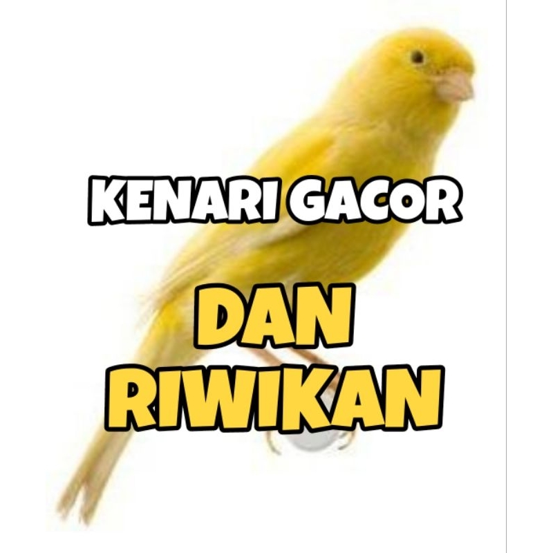 Jual KENARI GACORAN DAN RIWIKAN GARANSI | Shopee Indonesia