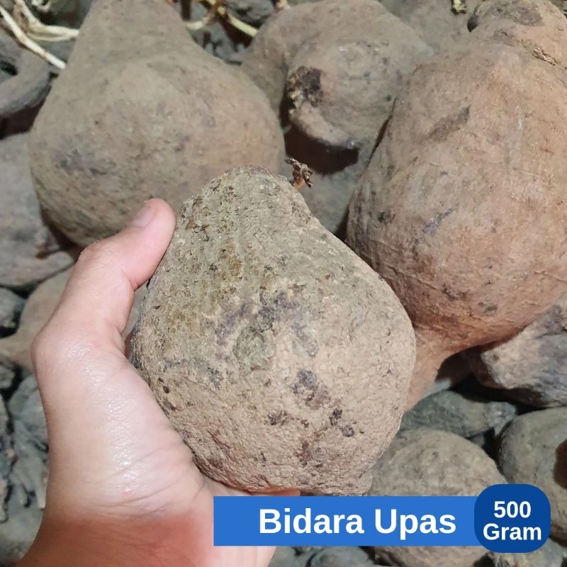 Jual BIDARA UPAS | WIDARA UPAS SEGAR 500 & 600 GR | Shopee Indonesia