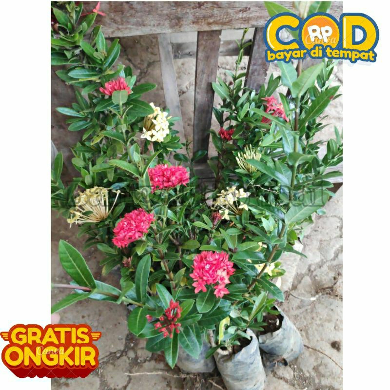 Jual TANAMAN HIAS BUNGA BIBIT BAHAN BONSAI ASOKA BIBIT BUNGA HIDUP ...
