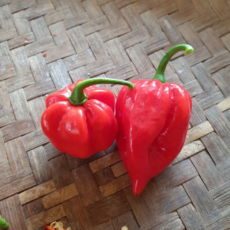 Jual Buah cabe carolina reaper red | Shopee Indonesia