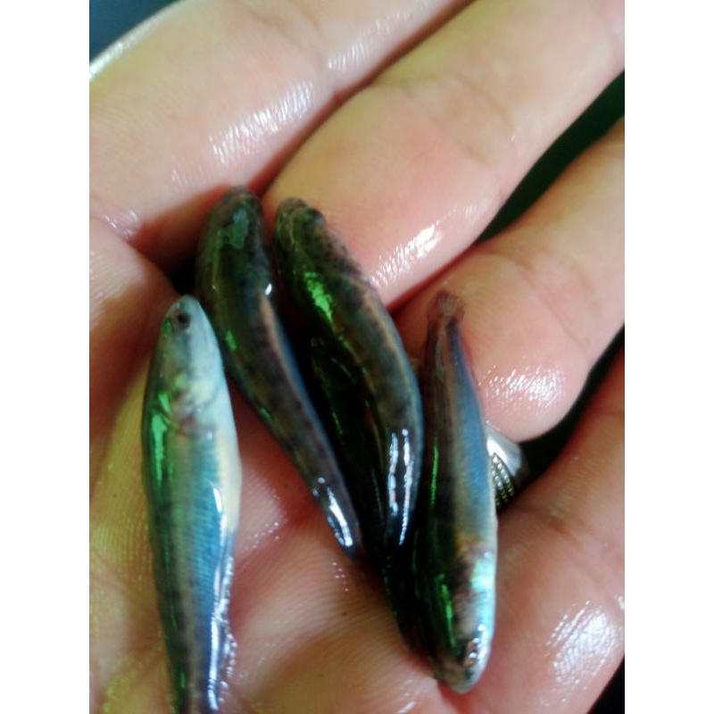 Jual benih gabus ukuran 2 3 4 paketan 100 ekor | Shopee Indonesia