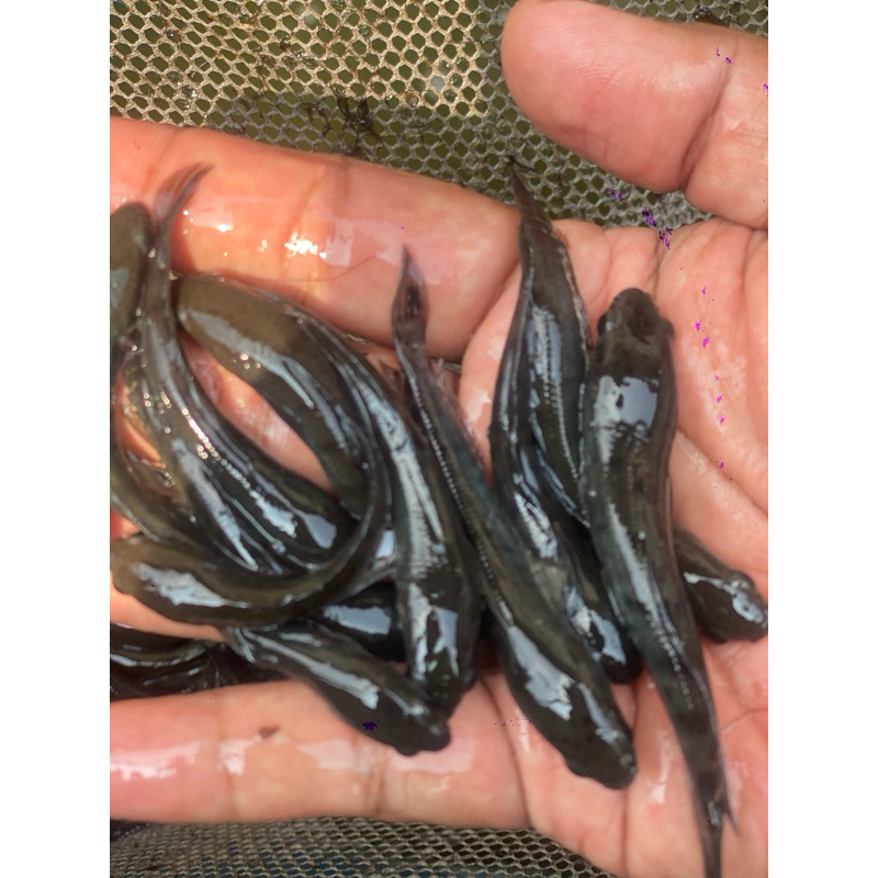Jual Benih gabus ukuran 4-6cm | Shopee Indonesia