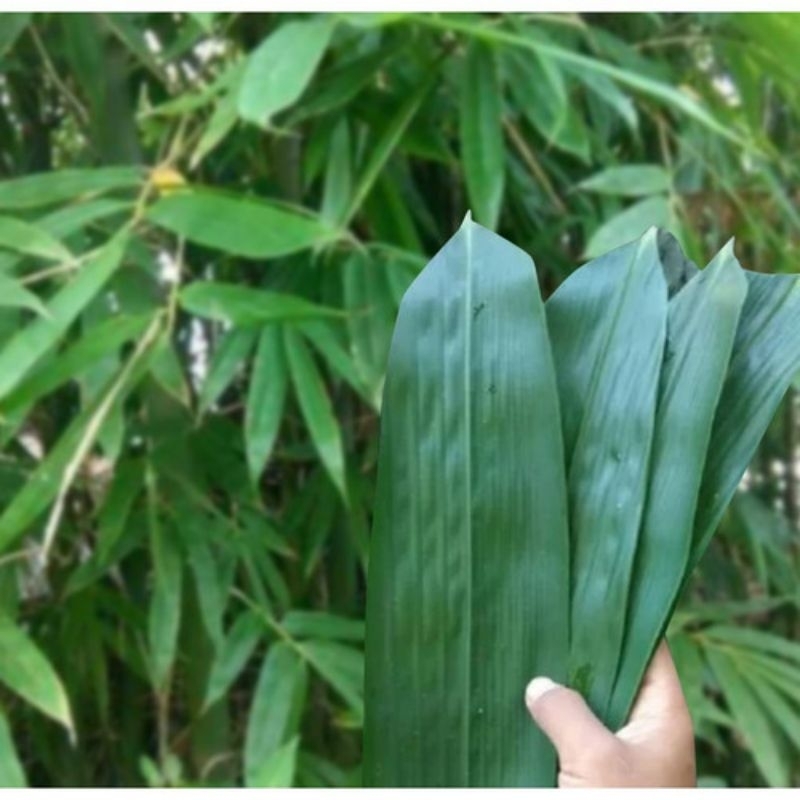 Jual 50 lembar Daun Bambu segar bungkus bacang | Shopee Indonesia