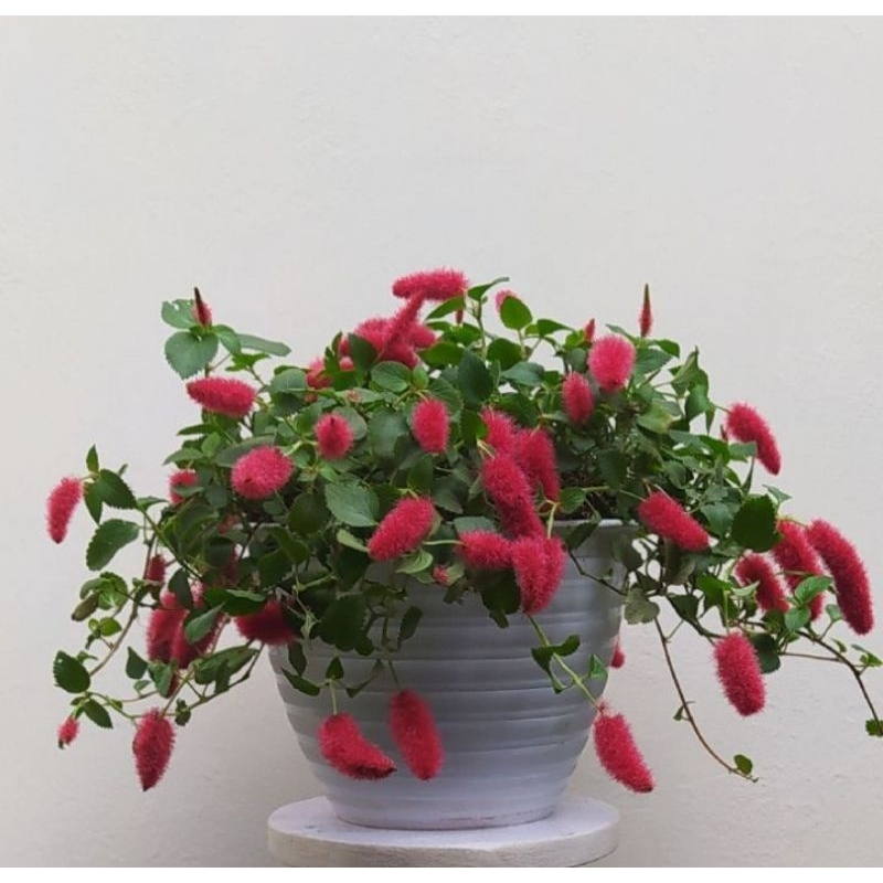 Jual Tanaman Hias _ Bunga Ulat Merah Acylypha Steffi | Shopee Indonesia