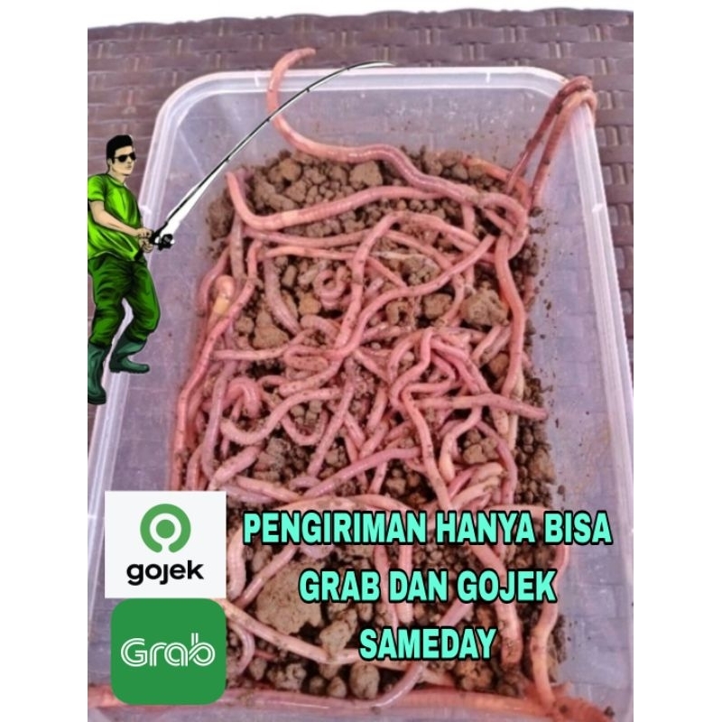 Jual Cacing Darah ( cacing bayem atau cacing pink ) Umpan mancing ikan ...