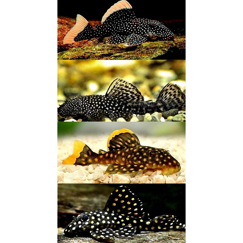 Jual Varian Pleco mini | Shopee Indonesia