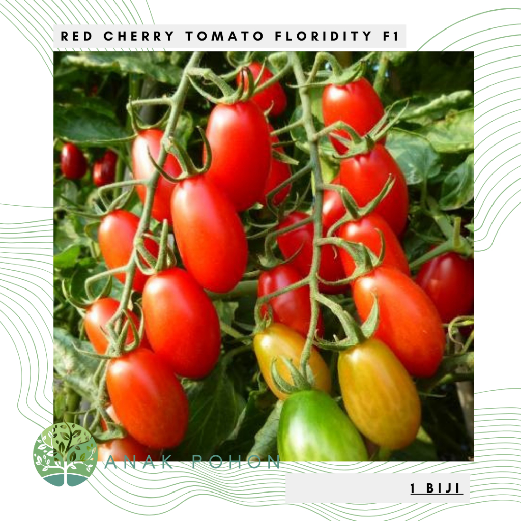 Jual Benih Bibit Biji - Red Cherry Tomato Floridity F1 Tomat Mini Ceri ...