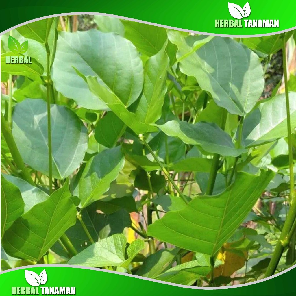 Jual Daun dadap fresh dipetik dadakan | Shopee Indonesia