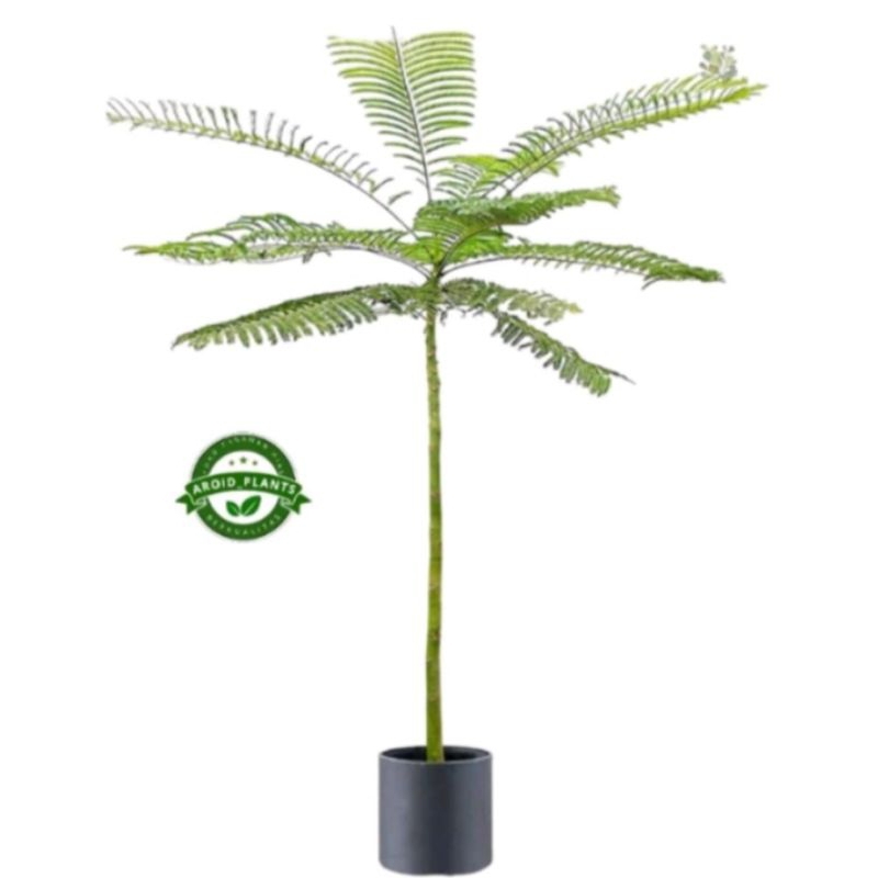 Jual Tanaman Solobium /Pakis Brazil tinggi satu meter | Shopee Indonesia