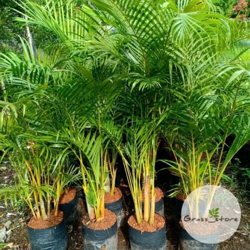 Jual Pohon palem kuning tinggi 1 meter satu pot isi 2 pohon ( BELI 5 ...