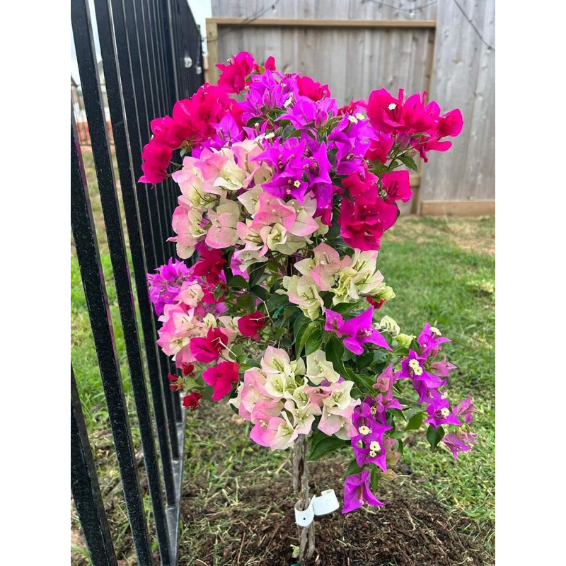 Jual BUNGA KERTAS BOUGENVILLE WARNA WARNI// Bibit Tanaman Hias bunga ...