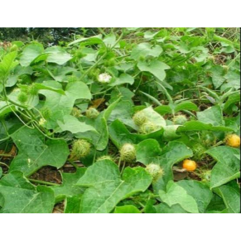 Jual Daun rambusa daun cermot daun permot segar 250 gram-az | Shopee ...