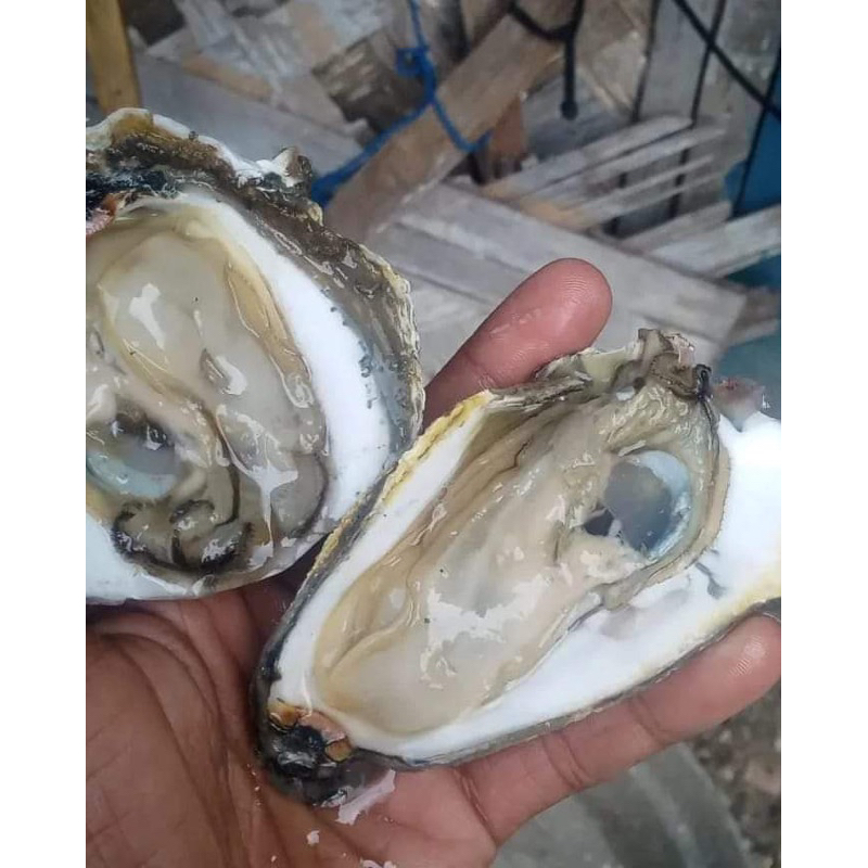 Jual Oyster atau Kerang Tiram hidup live 1kg | Shopee Indonesia