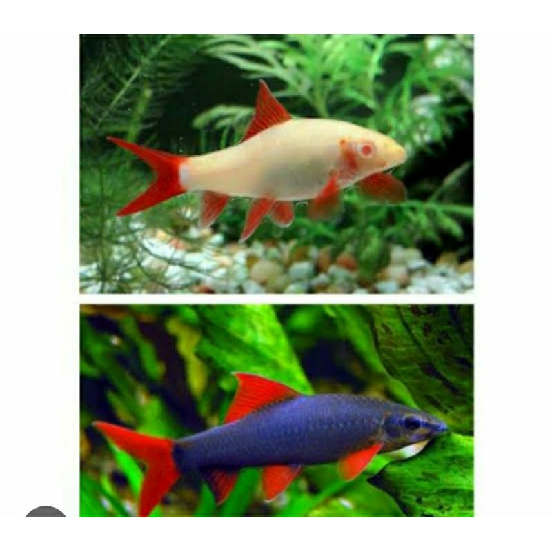 Jual ikan hias redfin red fin albino shark red tail / ikan redfin ...
