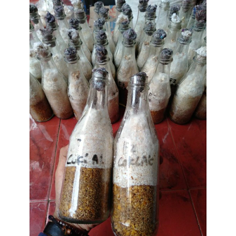 Jual Bibit F2 jamur coklat kemasan botol | Shopee Indonesia